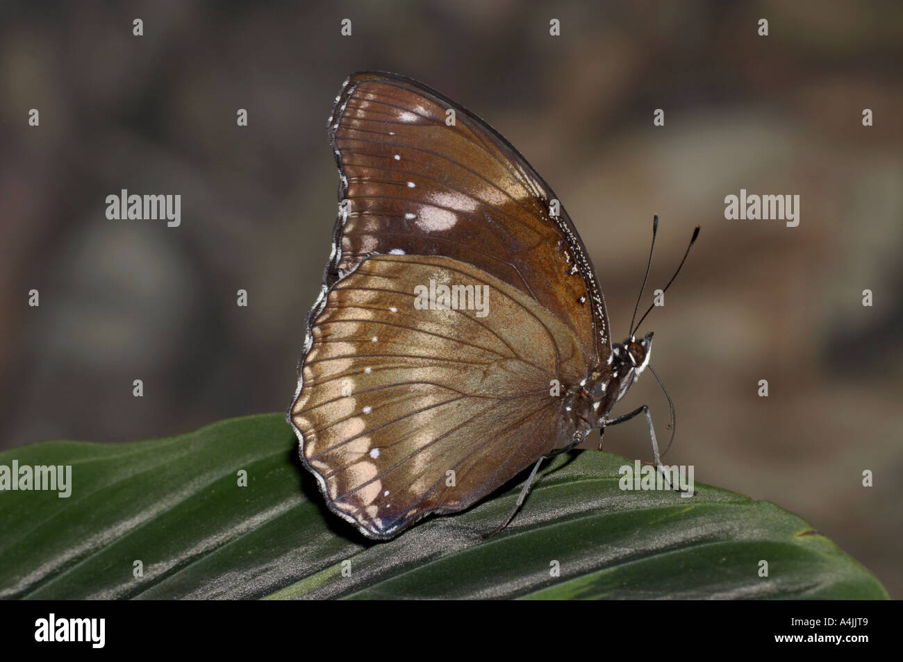 Common Eggfly Butterfly male underside - Hypolimnas bolina Stock Photo ...