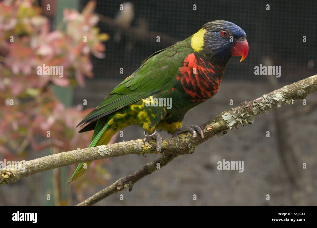 Granivorous animals hi-res stock photography and images - Alamy