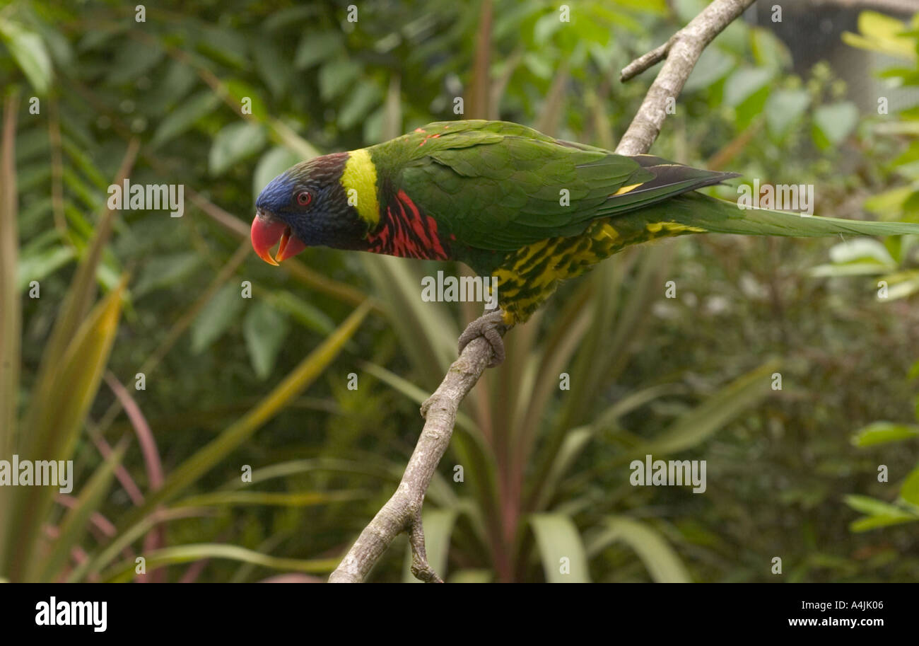 Granivorous animals hi-res stock photography and images - Alamy