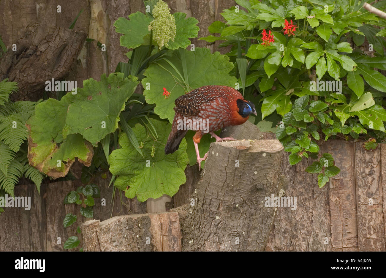 Temminck's Tragopan (Tragopan temminckii) captive England UK Europe ...
