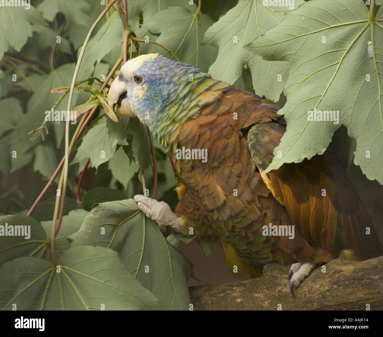 Saint Vincent Parrot (Amazona guildingii) juvenile, vulnerable, feeding ...