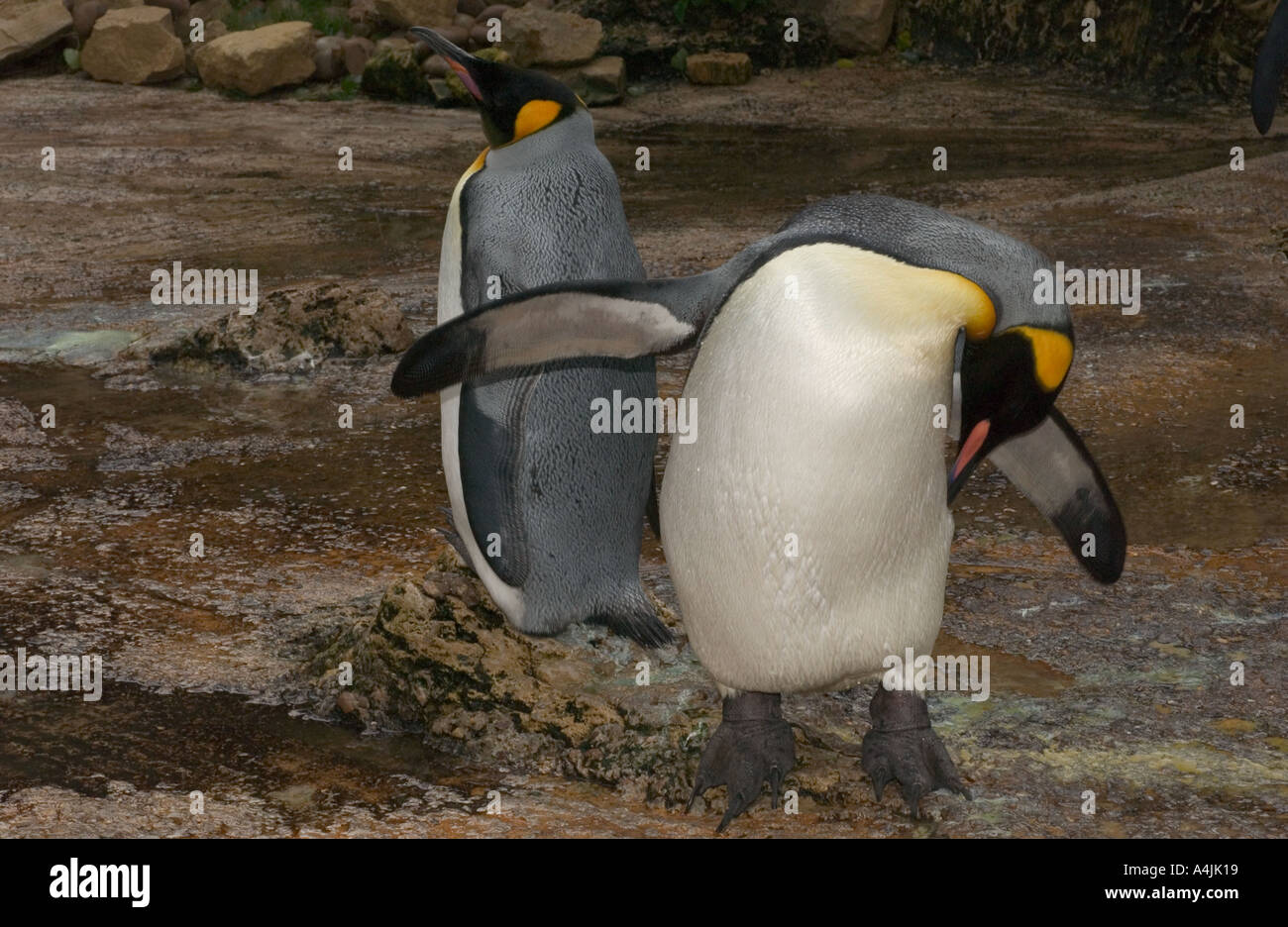 Penguin Emperor Bird Park England UK Europe Stock Photo - Alamy