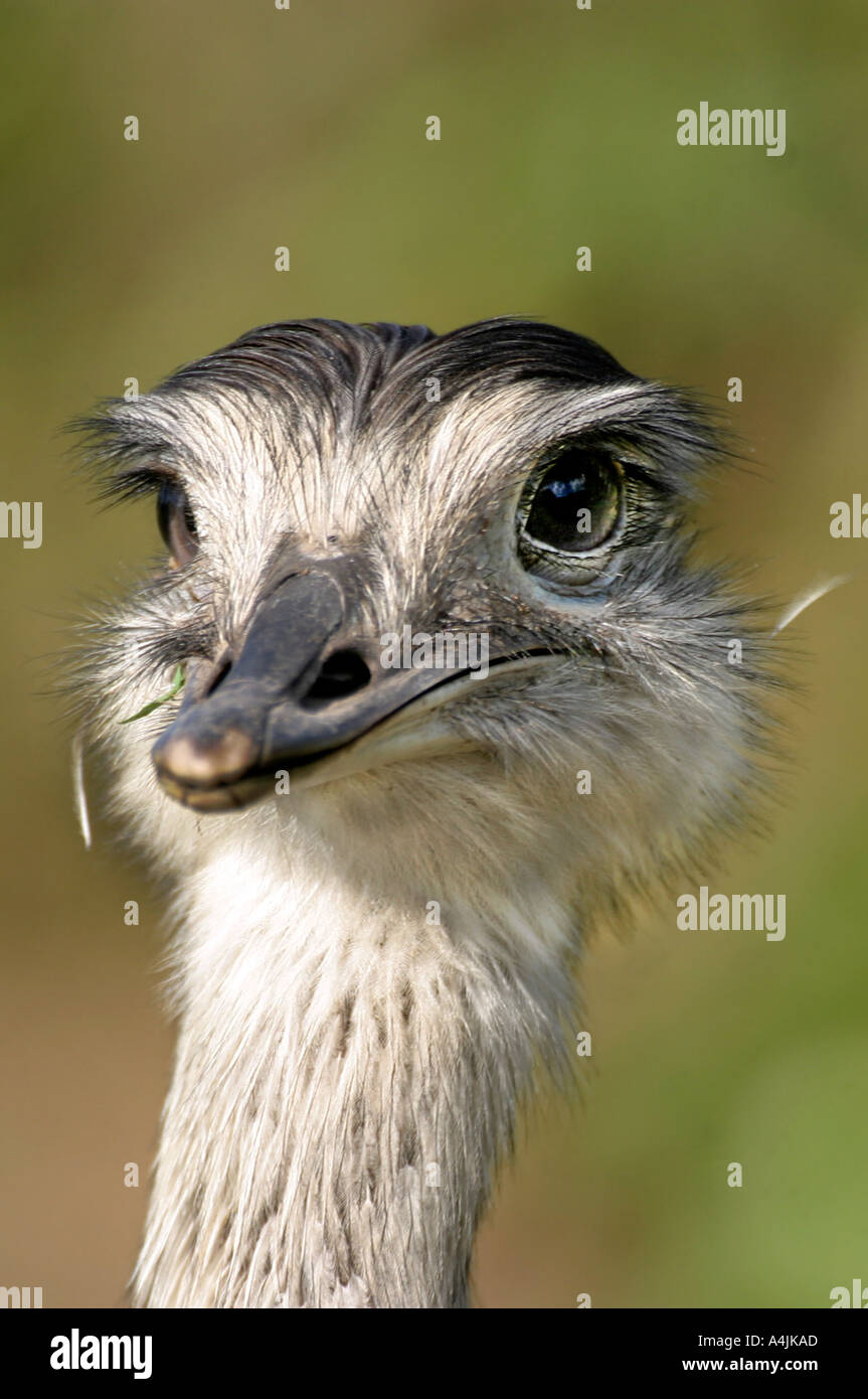 Great rhea hi-res stock photography and images - Alamy