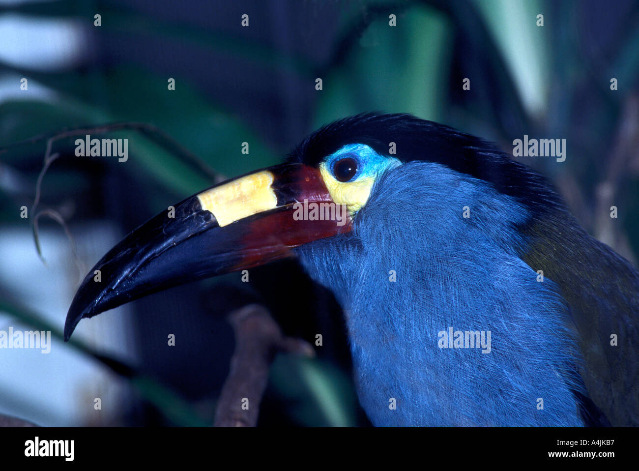 Plate billed mountain toucan hi-res stock photography and images - Alamy