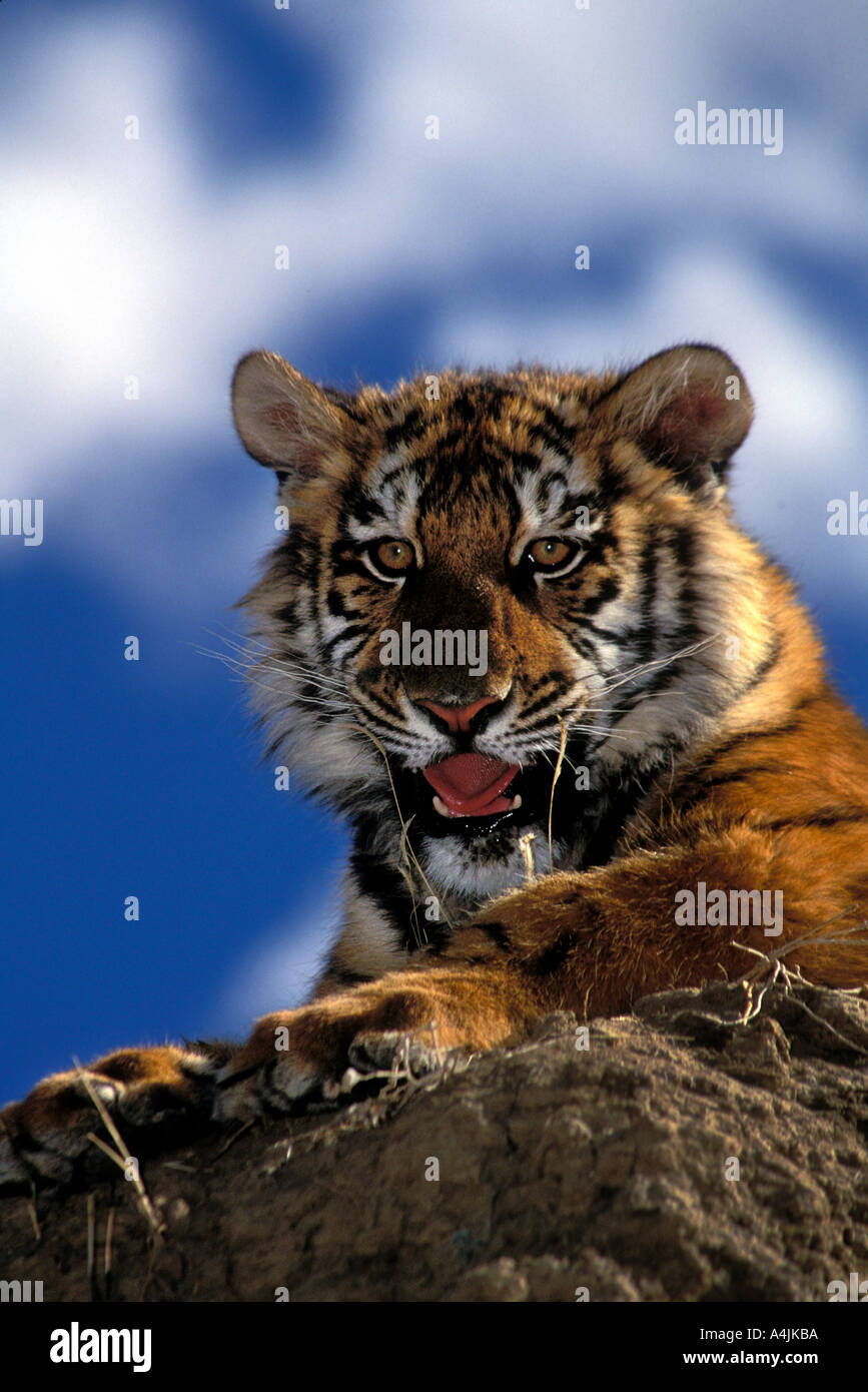 Young Mc High Resolution Stock Photography and Images - Alamy