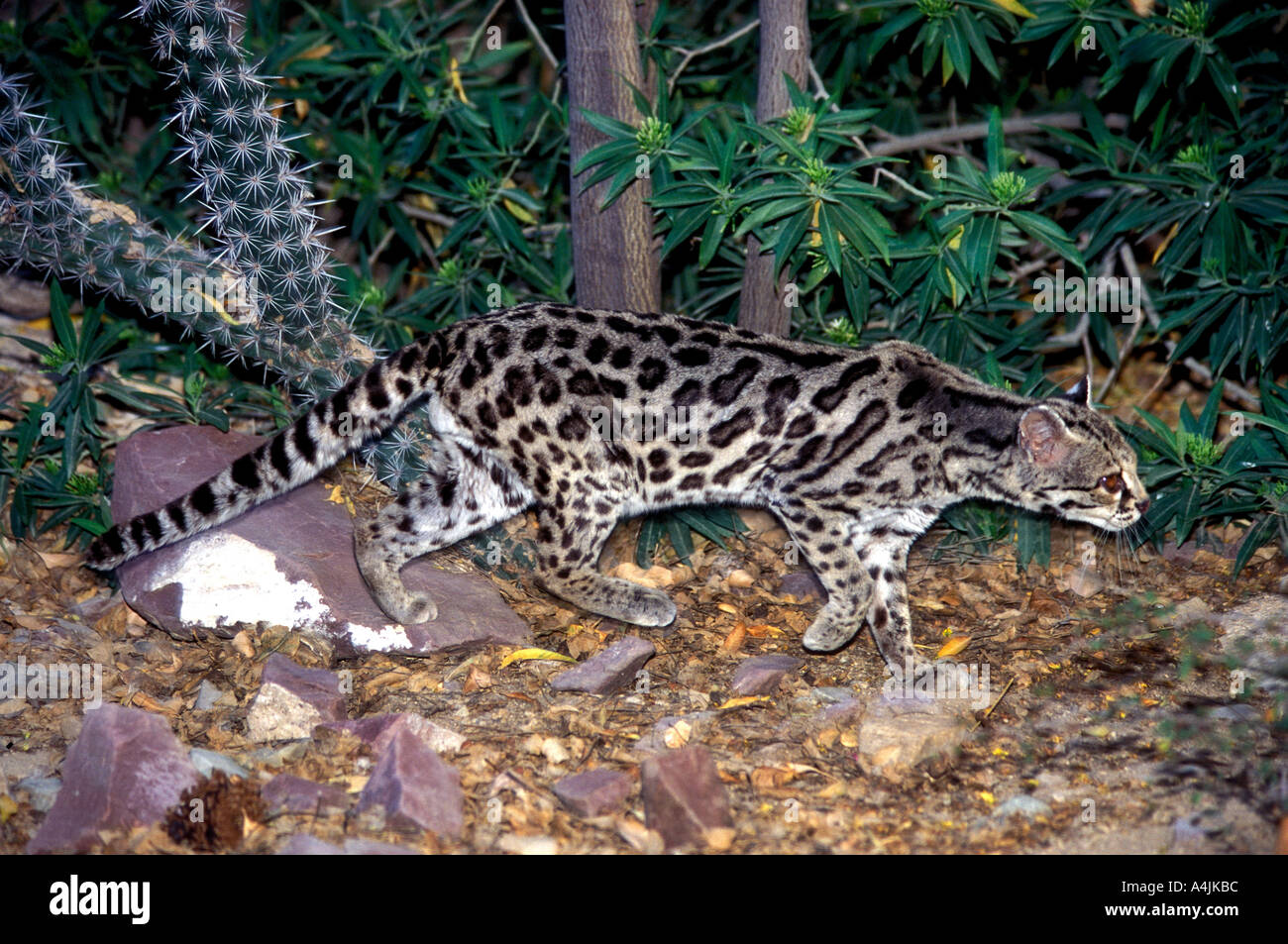 Margay hi-res stock photography and images - Alamy