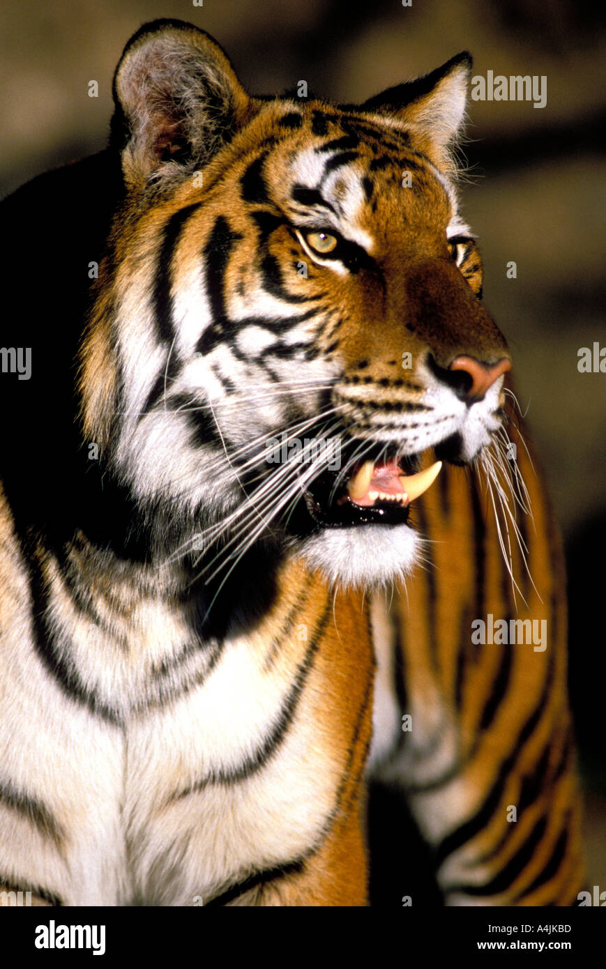 Very intent hi-res stock photography and images - Alamy