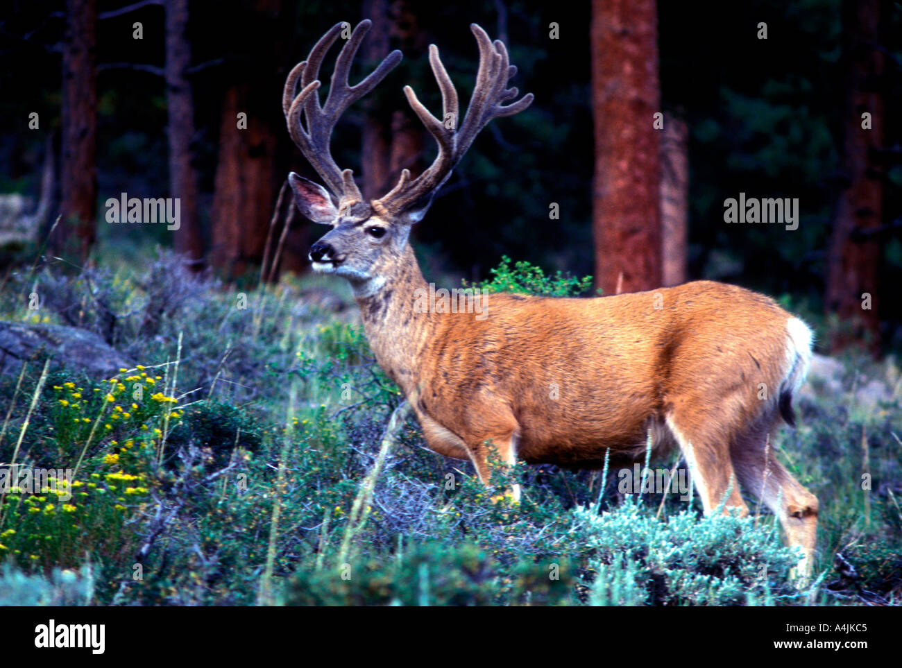 Non typical deer hi-res stock photography and images - Alamy