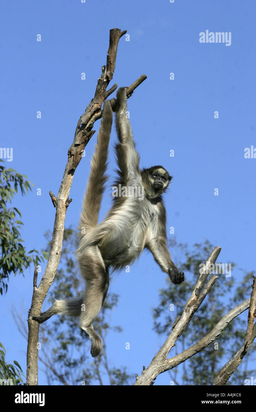 MO2-273D SPIDER MONKEY HANGING FROM LIMB Stock Photo - Alamy