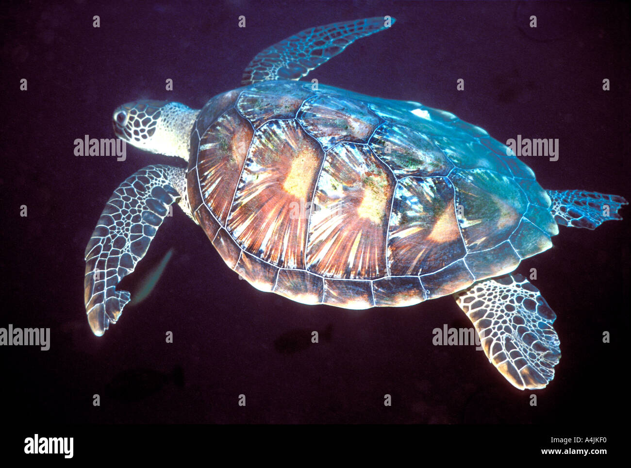 U-10 HAWKSBILL SEA TURTLE SWIMMING Stock Photo - Alamy