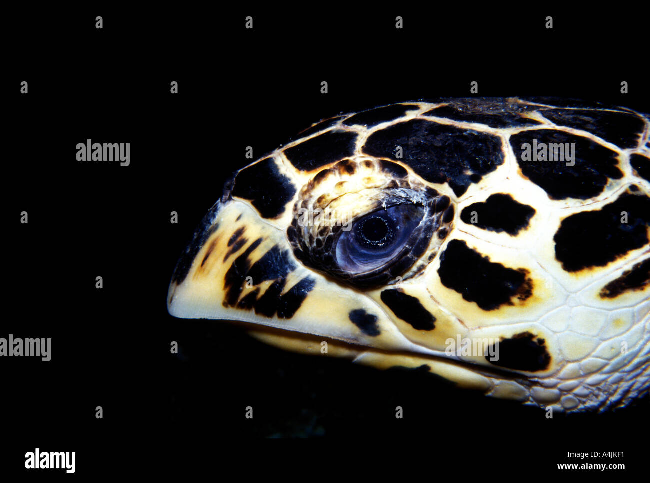 U-14A HAWKSBILL SEA TURTLE HEAD Stock Photo - Alamy