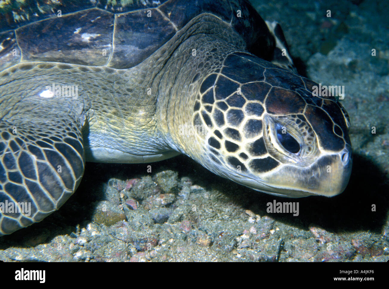 U-22 LARGE GREEN SEA TURTLE Stock Photo - Alamy