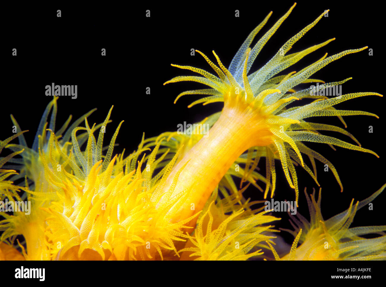 UC-4 GOLD TUBE CORAL POLYPS Stock Photo - Alamy