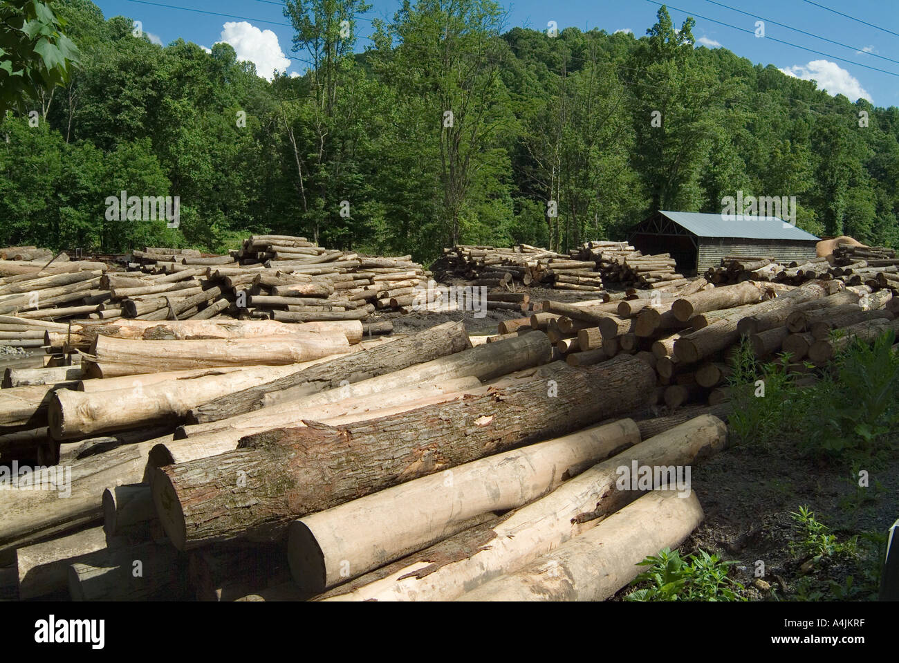 American lumber industry hi-res stock photography and images - Alamy