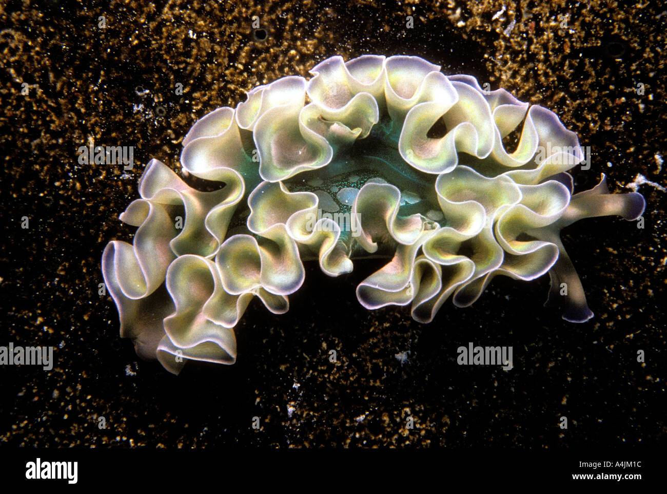 Back ruffle hi-res stock photography and images - Alamy