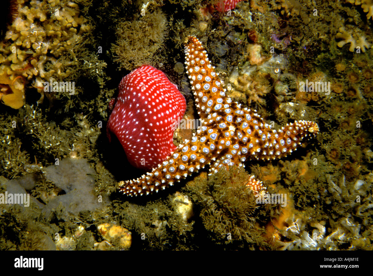 Blue knobby starfish rose anemone hi-res stock photography and images ...