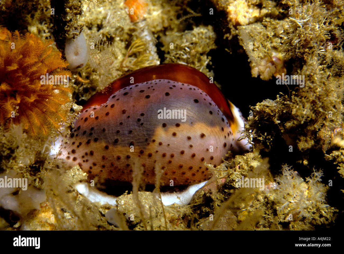 Chestnut cowry hi-res stock photography and images - Alamy