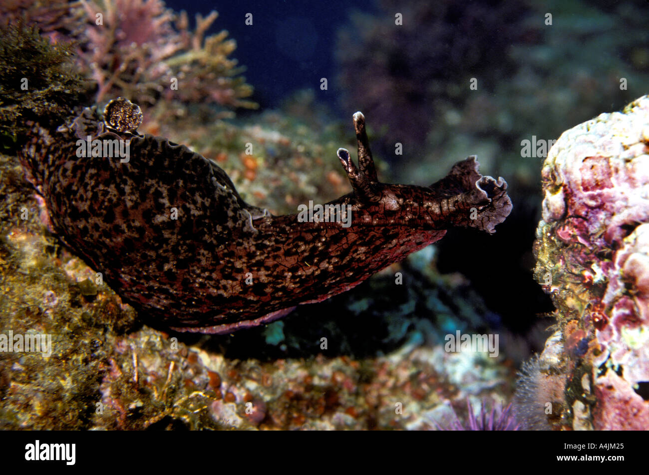 UI-78 SEA HARE SNAIL IN ROCKS Stock Photo - Alamy