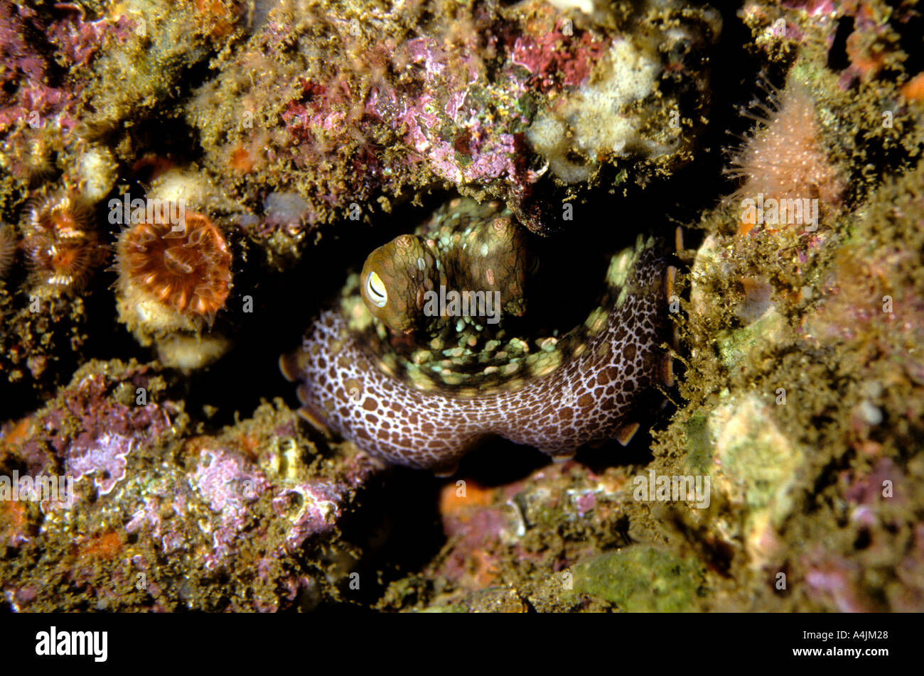 Hidden octopus hi-res stock photography and images - Alamy