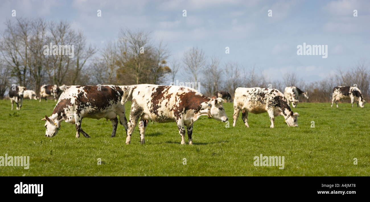 Normande cows Normandy France Stock Photo - Alamy
