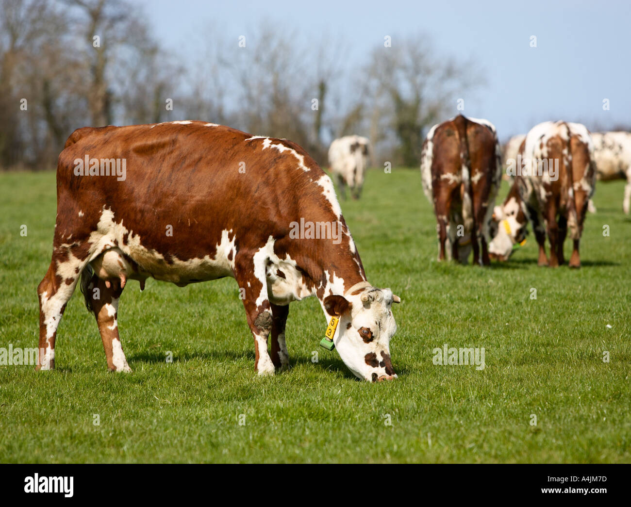 Normande breed cattle hi-res stock photography and images - Alamy