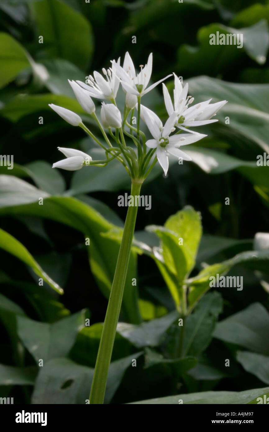 Wild Garlic Allium ursinum Stock Photo - Alamy
