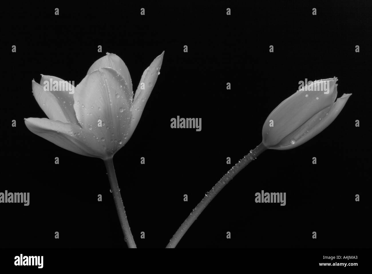 Tulips Tulipa Family Stock Photo - Alamy