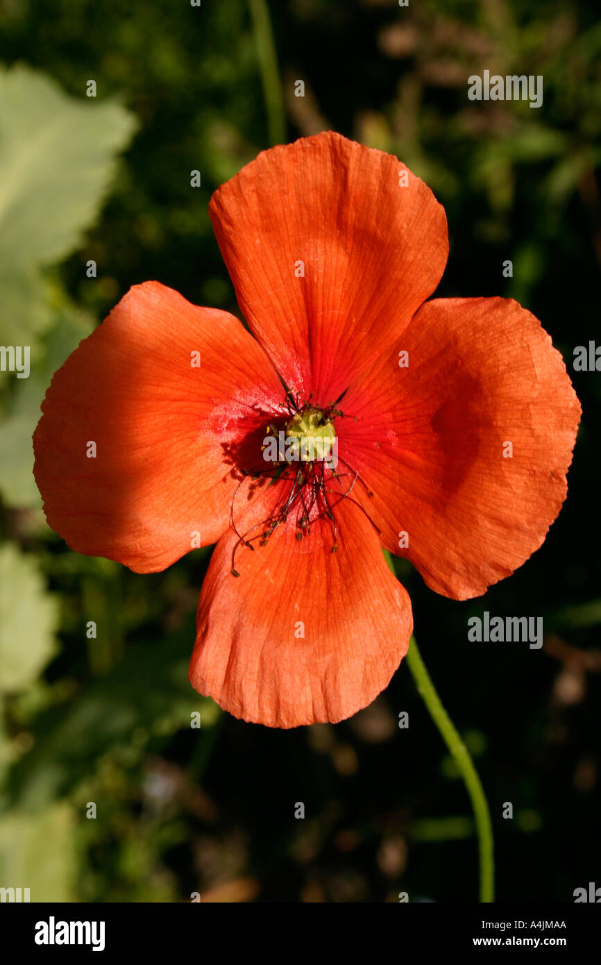 Red Common Poppy Papaver rhoeas a Symbol of Remembrance Stock Photo - Alamy
