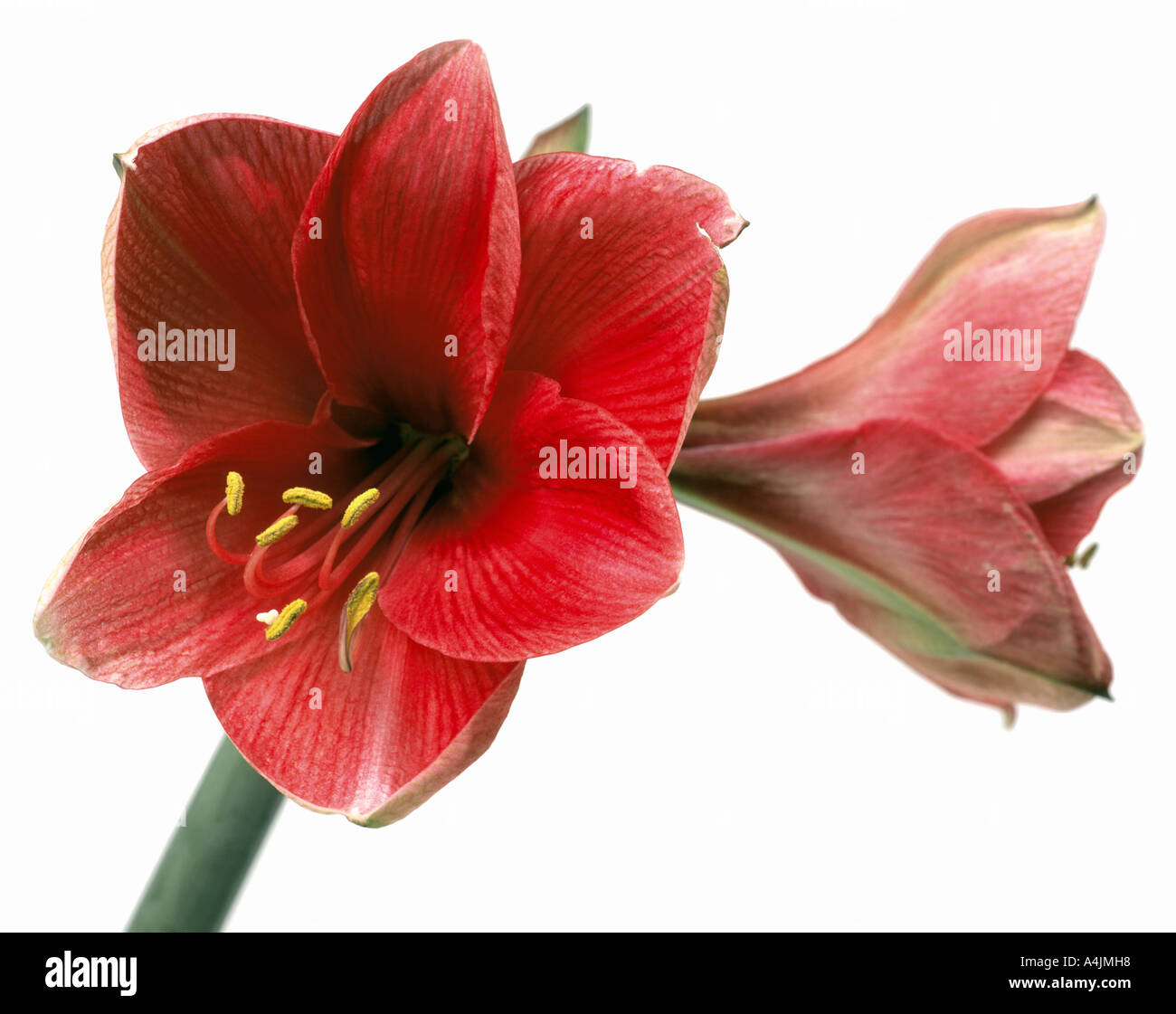 Amaryllis belladonna buds hi-res stock photography and images - Alamy