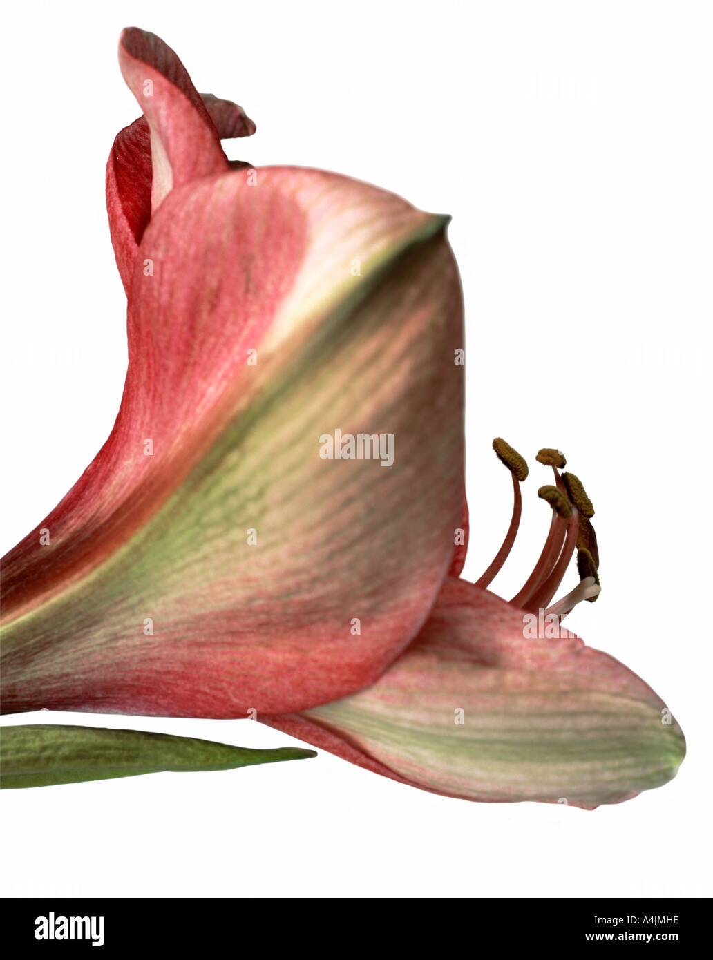 One in a series of five closeup shots of an emerging Amaryllis flower ...