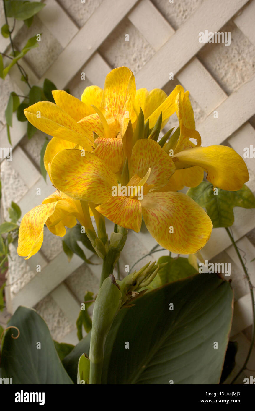 Cana indica flower hi-res stock photography and images - Alamy