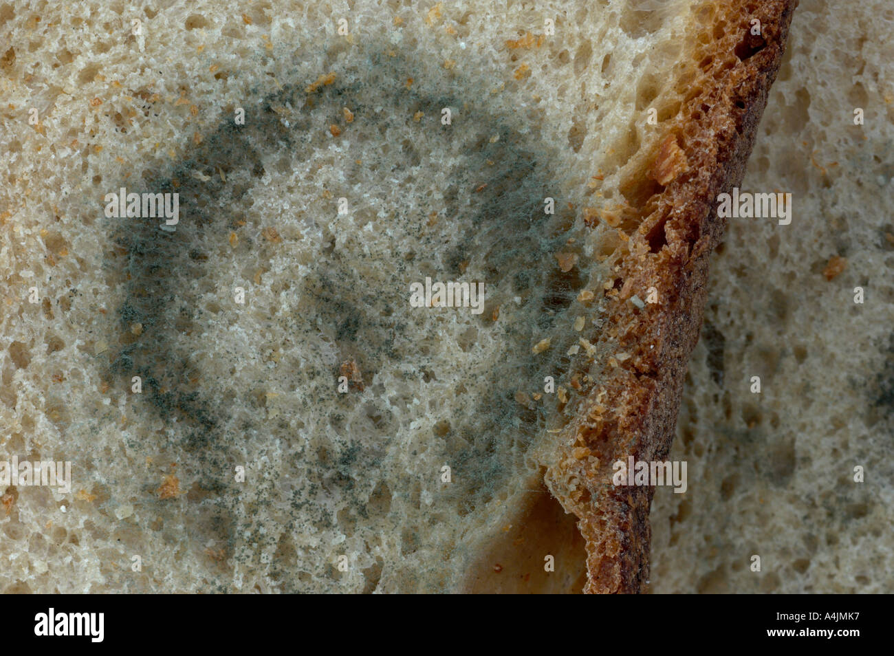 Mold fungus on sliced bread Stock Photo - Alamy