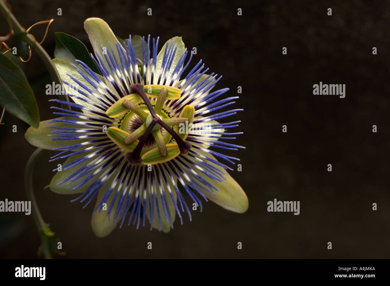 Passiflora sp hi-res stock photography and images - Alamy