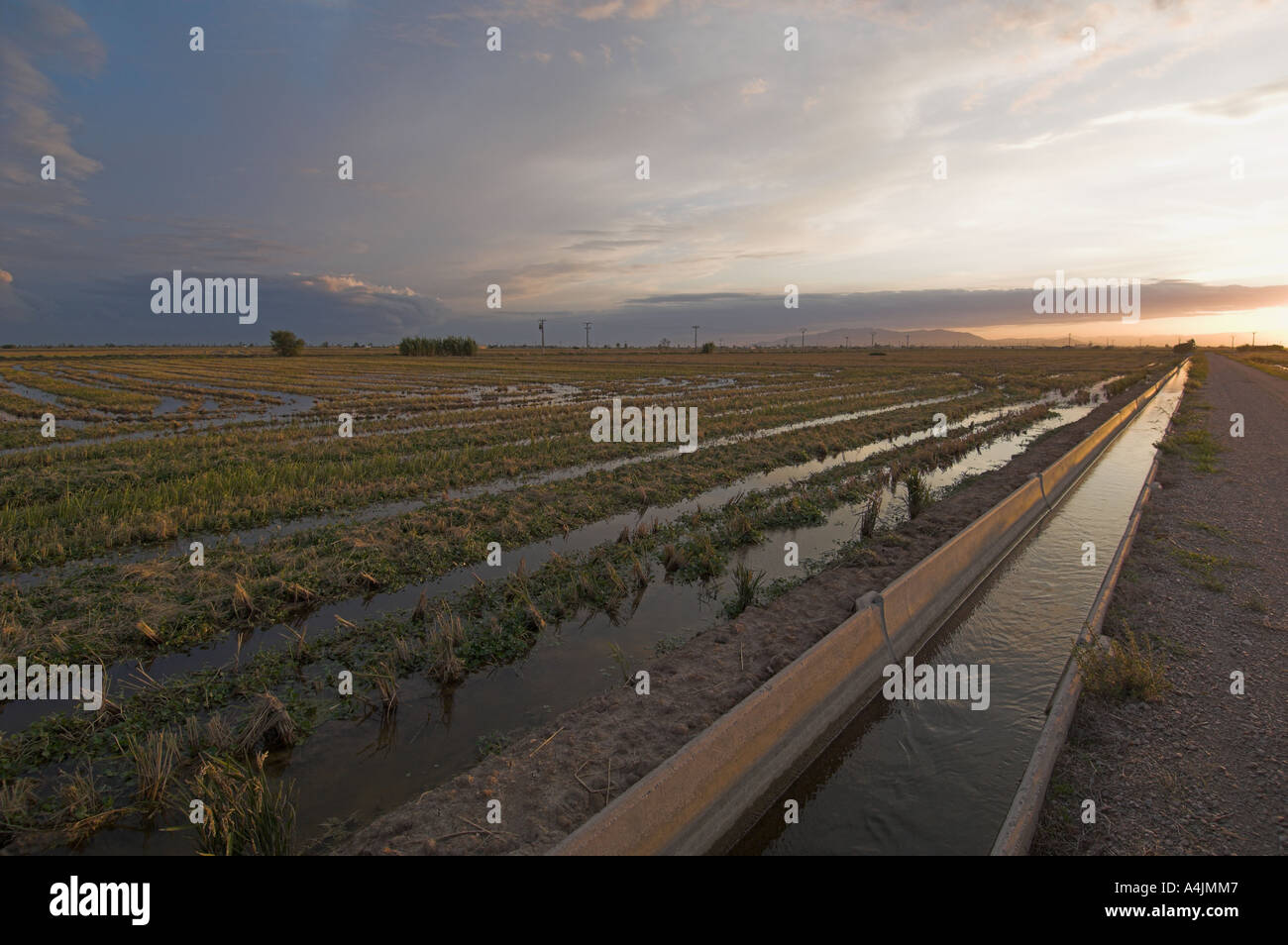 Rice paddy field europe hi-res stock photography and images - Alamy