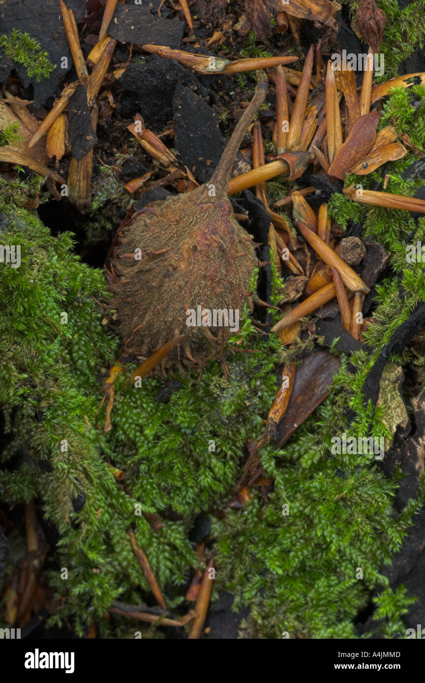 Beech fruit Fagus sylvatica over mosses Stock Photo - Alamy