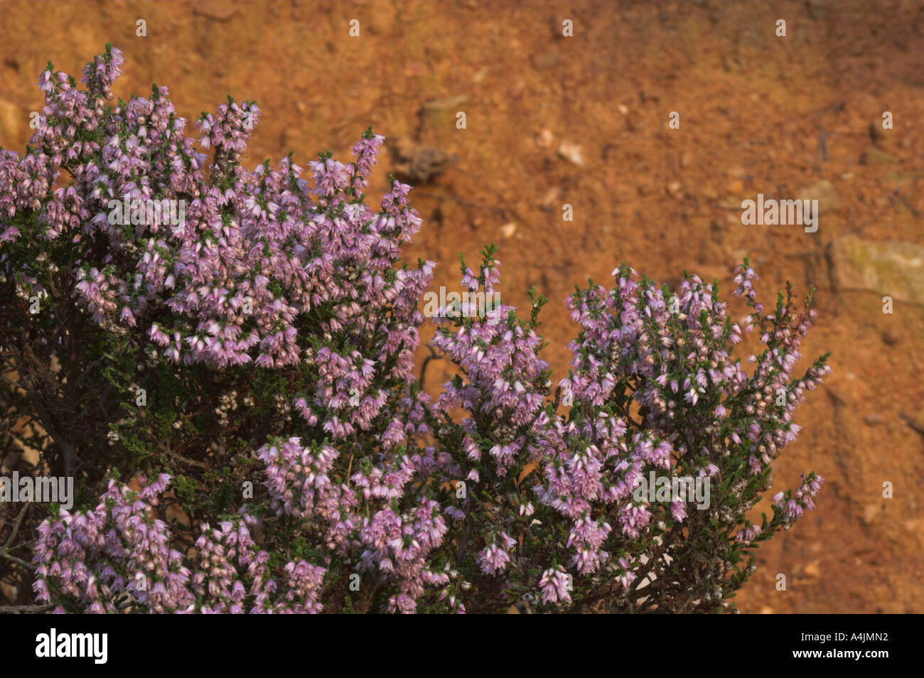 Mediterranean Heath Erica Multiflora Montseny nature reserve Spain ...