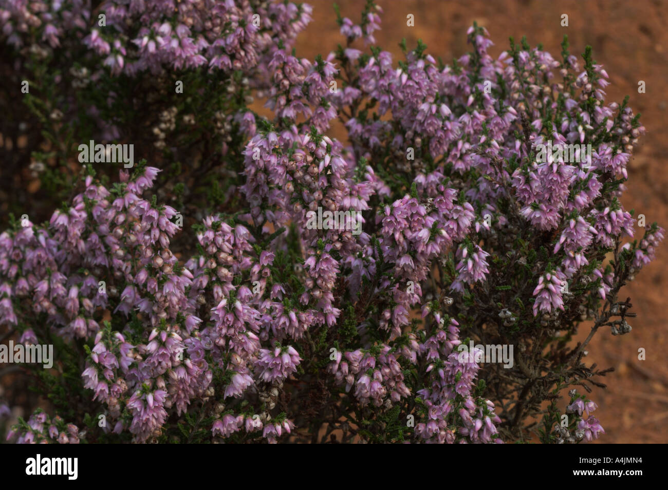 Mediterranean Heath Erica multiflora Montseny nature reserve Spain ...