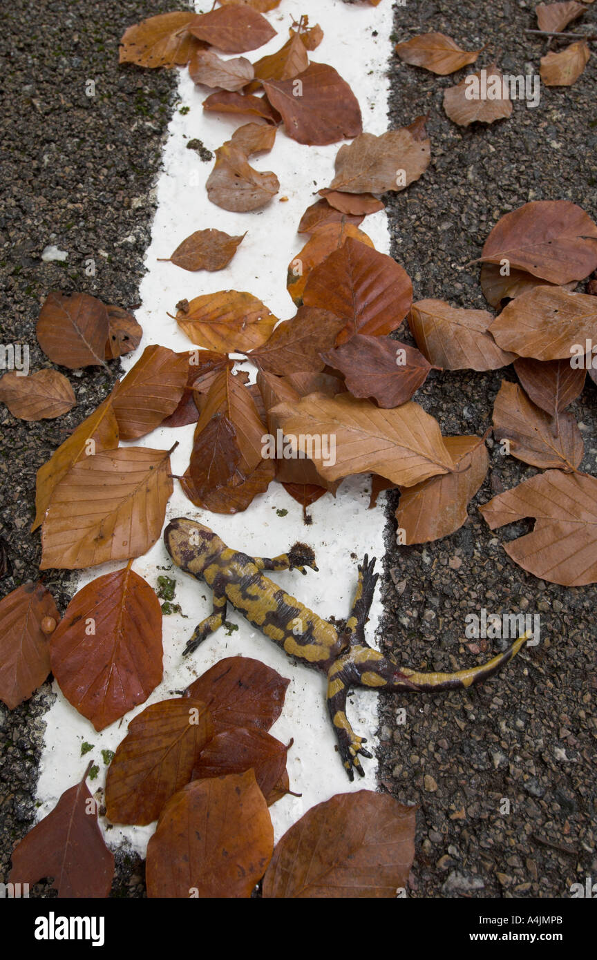 Salamander crossing hi-res stock photography and images - Alamy