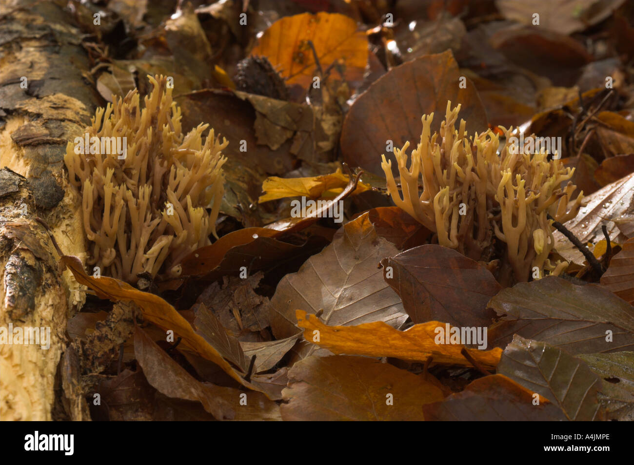 Coral fungus Ramaria sp Montseny nature reserve Spain Stock Photo - Alamy