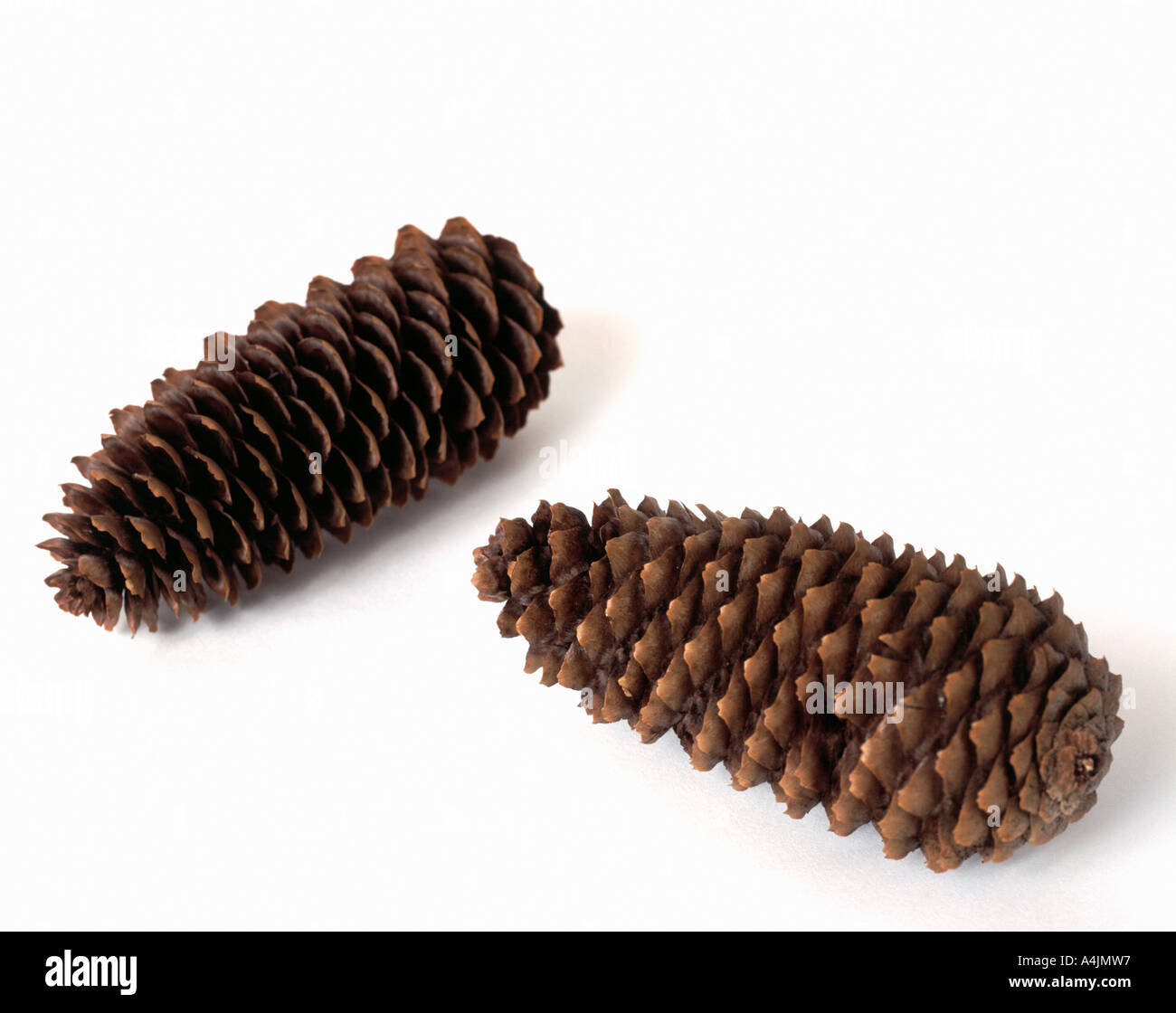 Woodland evergreen background Cut Out Stock Images & Pictures - Alamy