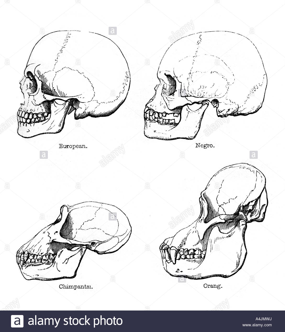 Chimpanzee Skeleton Stock Photos & Chimpanzee Skeleton Stock Images - Alamy