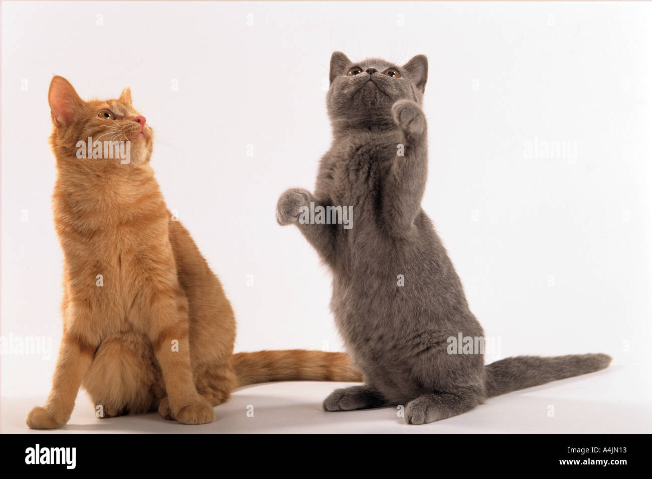 Two cats looking up hi-res stock photography and images - Alamy