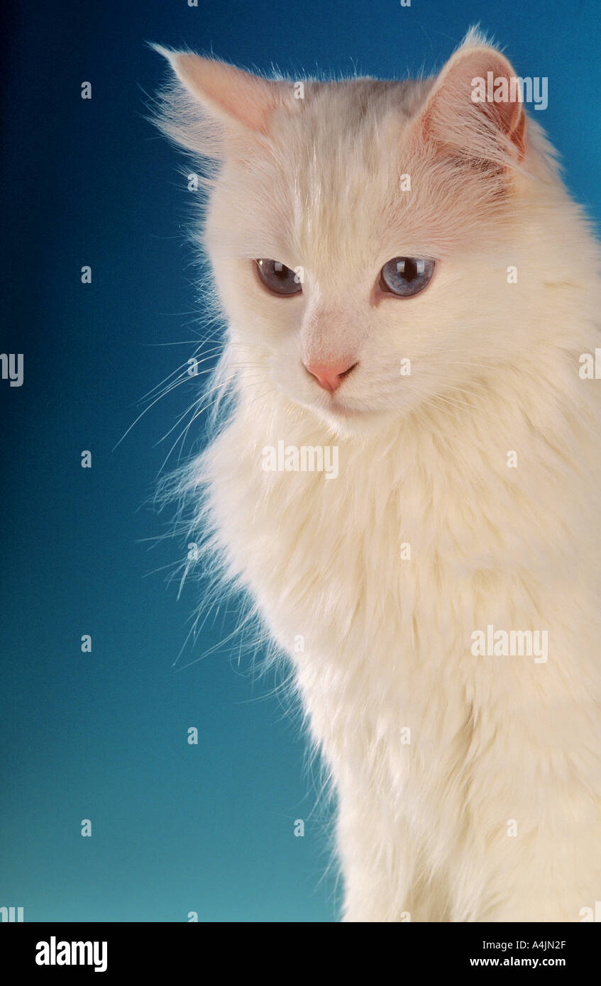 white Turkish Angora - portrait Stock Photo - Alamy