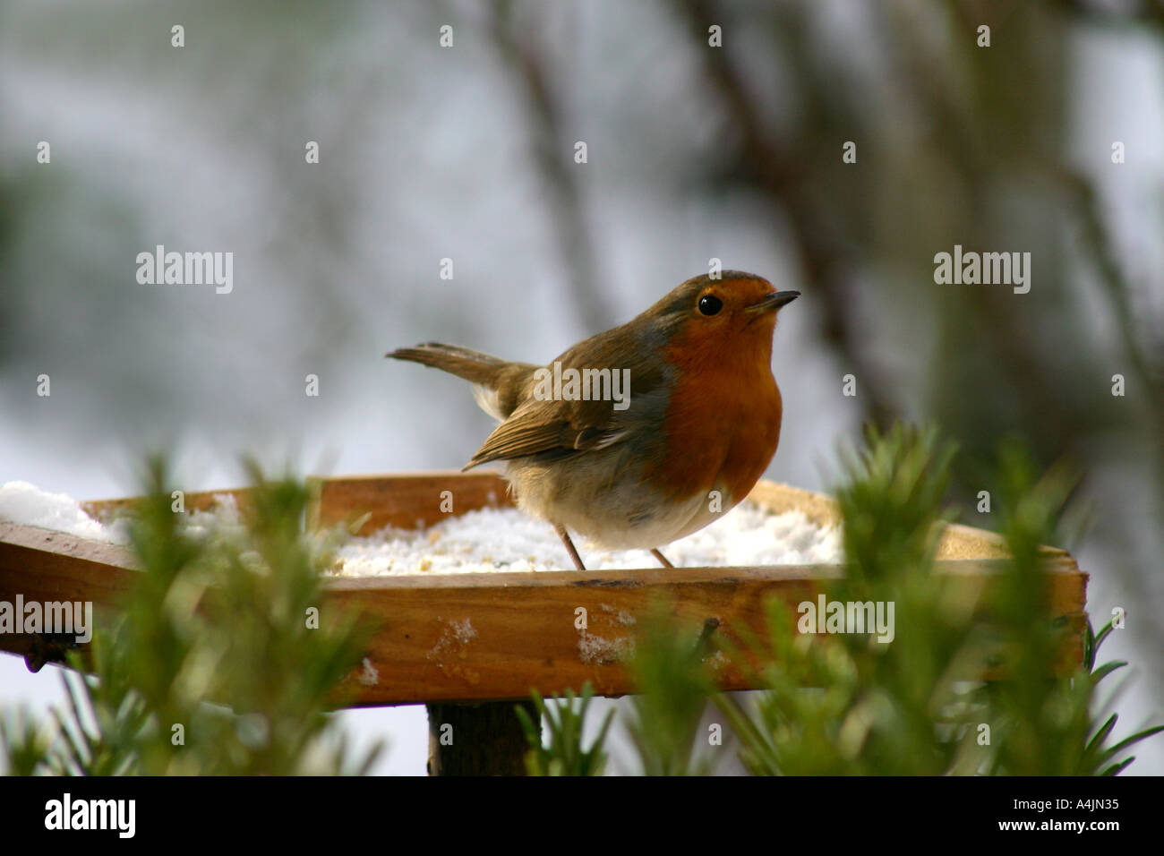 Robin bird table hi-res stock photography and images - Alamy