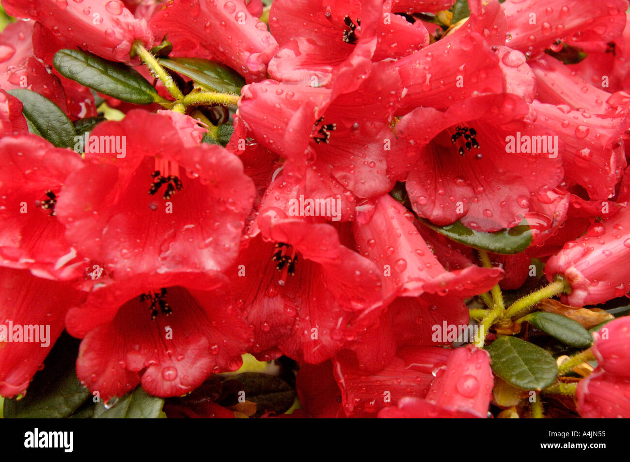 Exbury azalea hi-res stock photography and images - Alamy