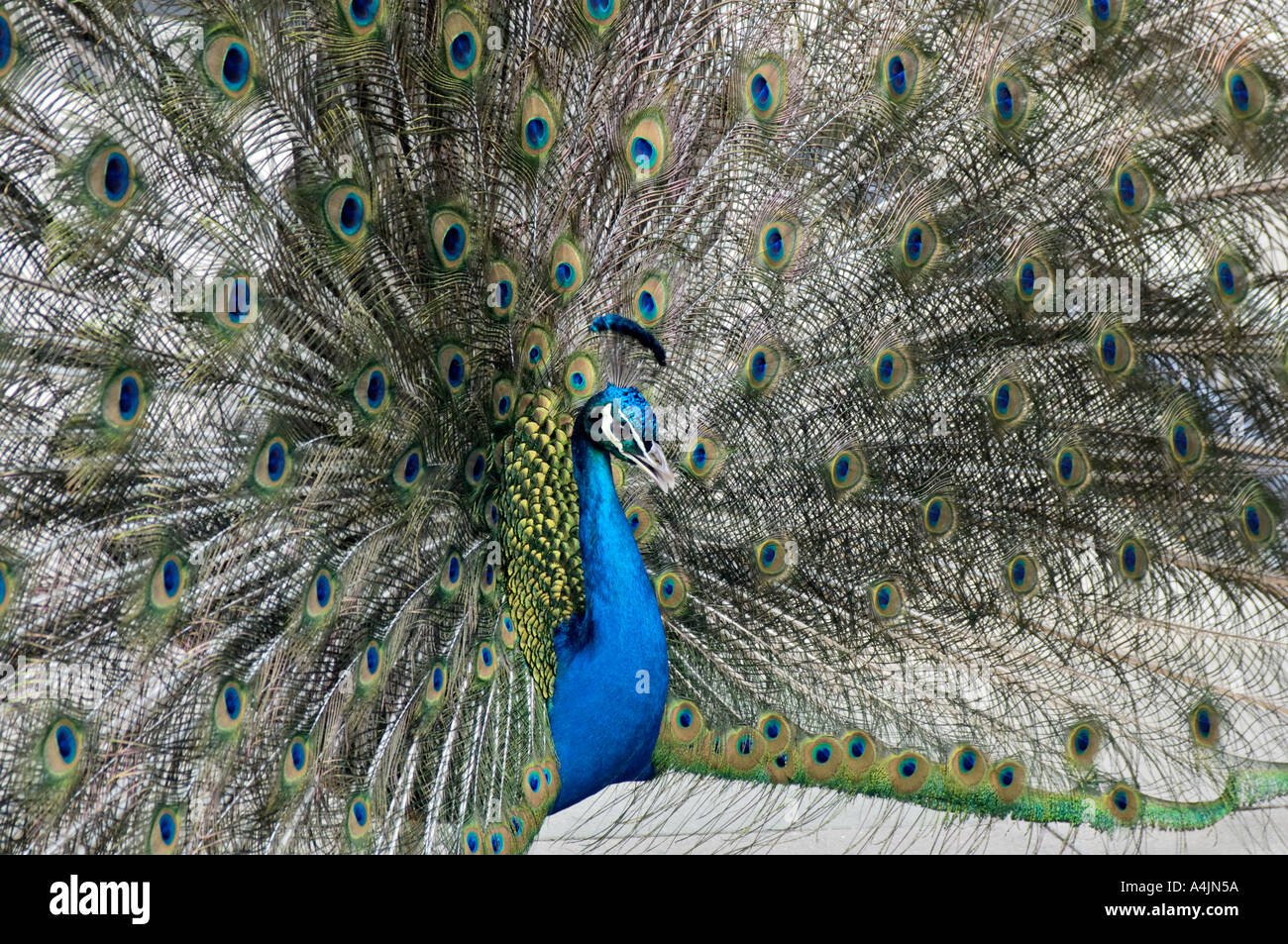 Pride Proud as a Peacock Stock Photo - Alamy