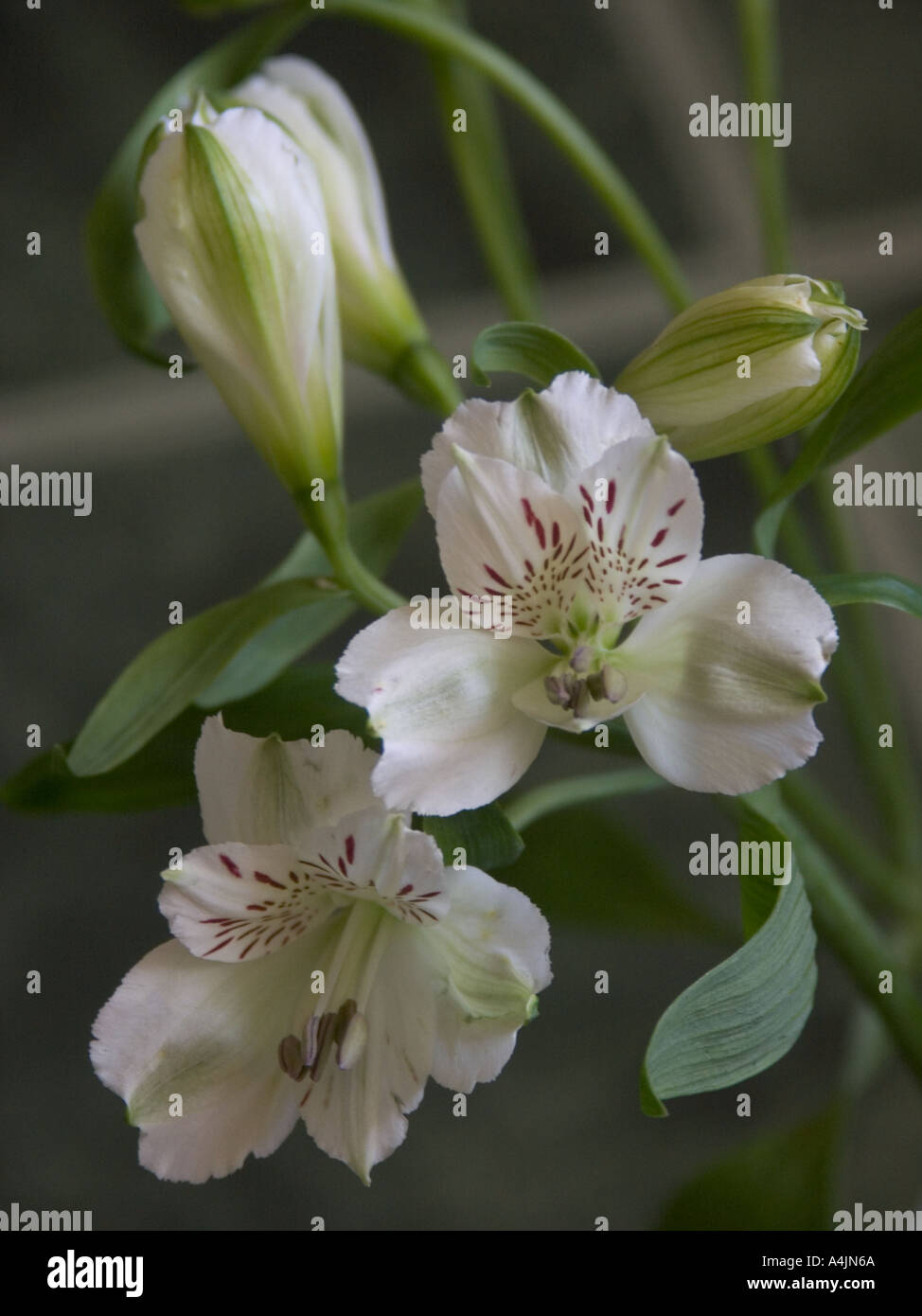 Inca lilies hi-res stock photography and images - Alamy