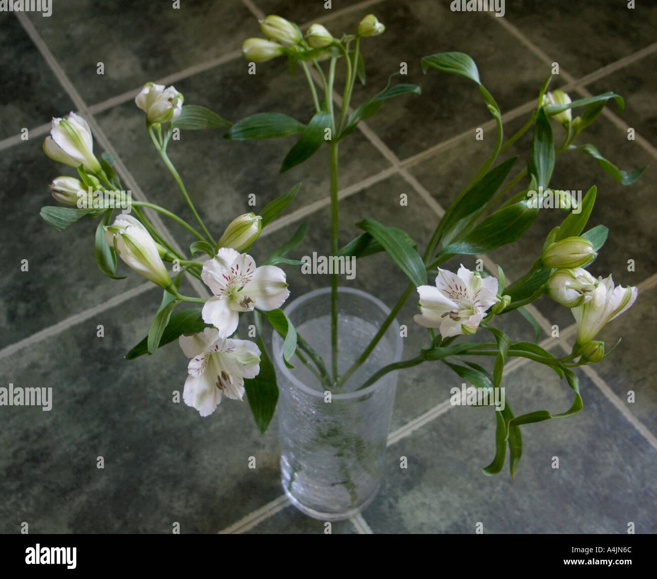 Inca Lilies in a vase on tiles Stock Photo - Alamy