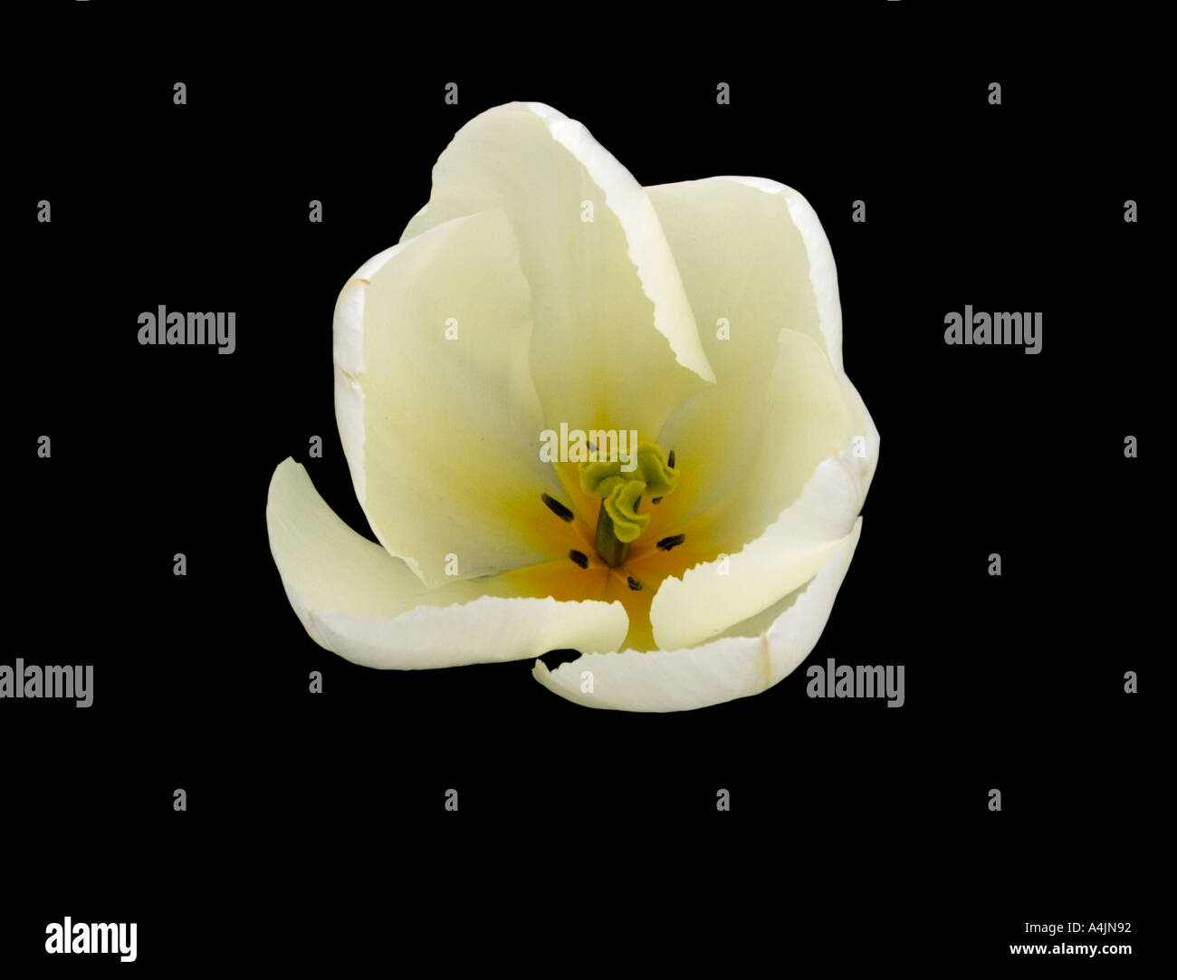Single white tulip flower against a black background Stock Photo - Alamy