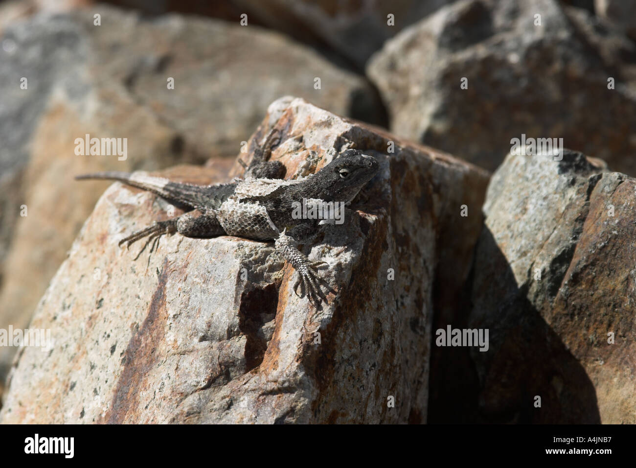 Molting Lizard High Resolution Stock Photography and Images - Alamy